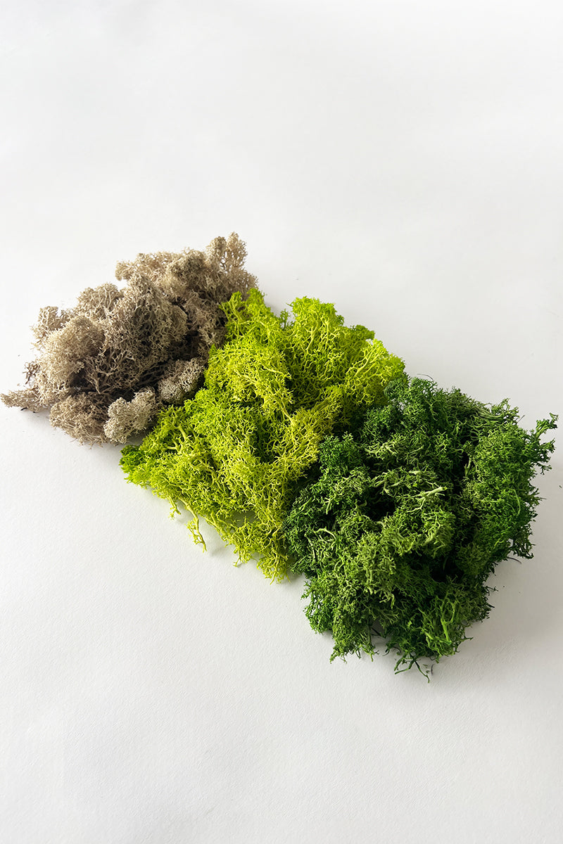 Reindeer Moss – Shop Griff Retail