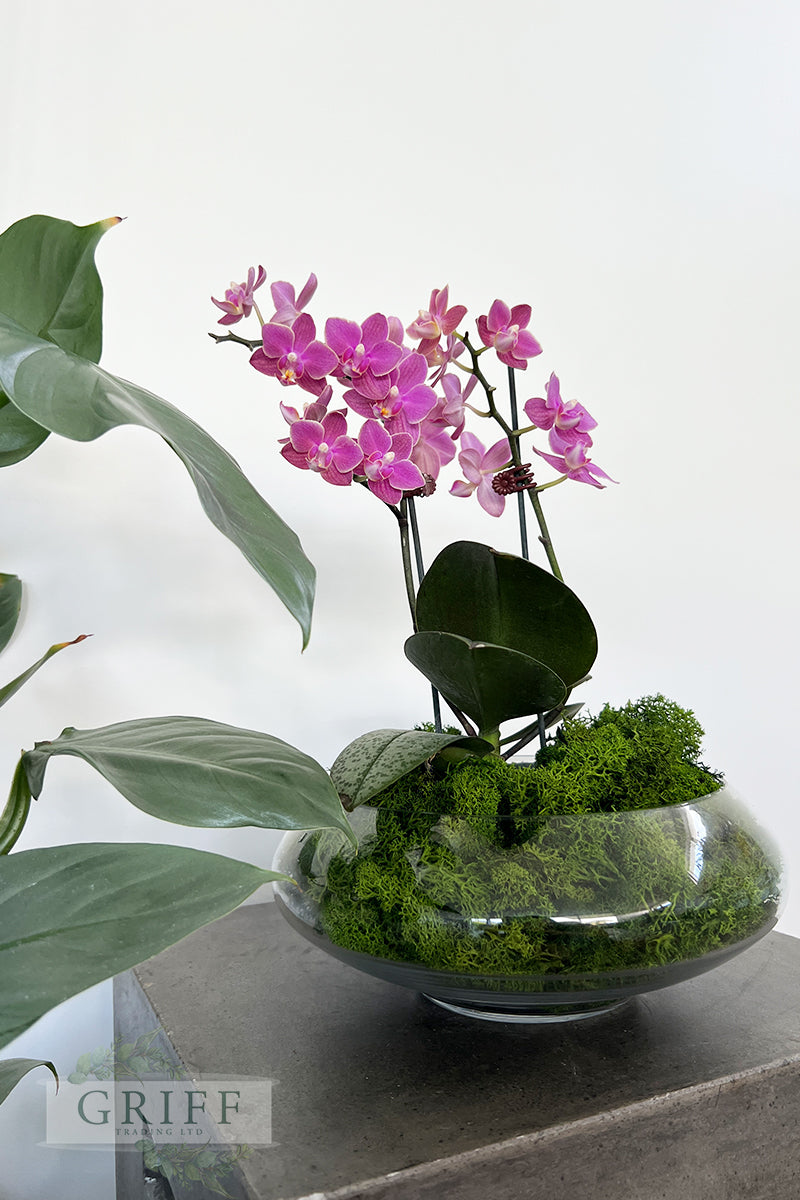 Reindeer Moss – Shop Griff Retail