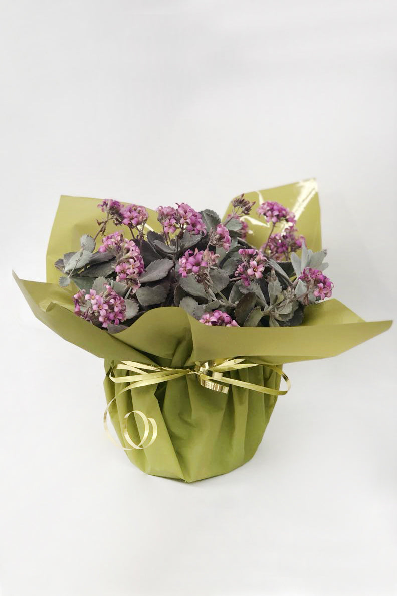 Matte/Gloss Pastel Cello Sheets - PK 100 – Shop Griff Retail